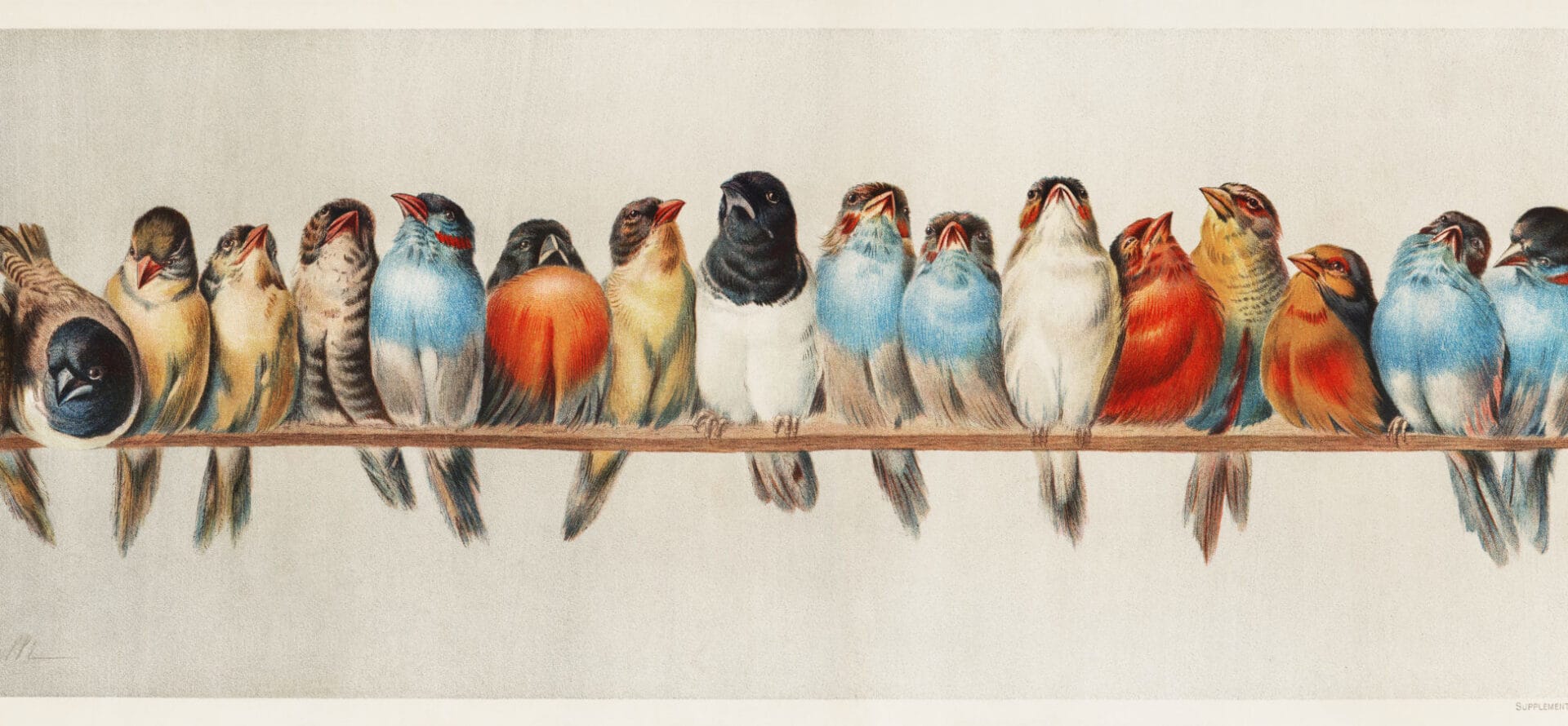 Birds that lie | Christian Courier