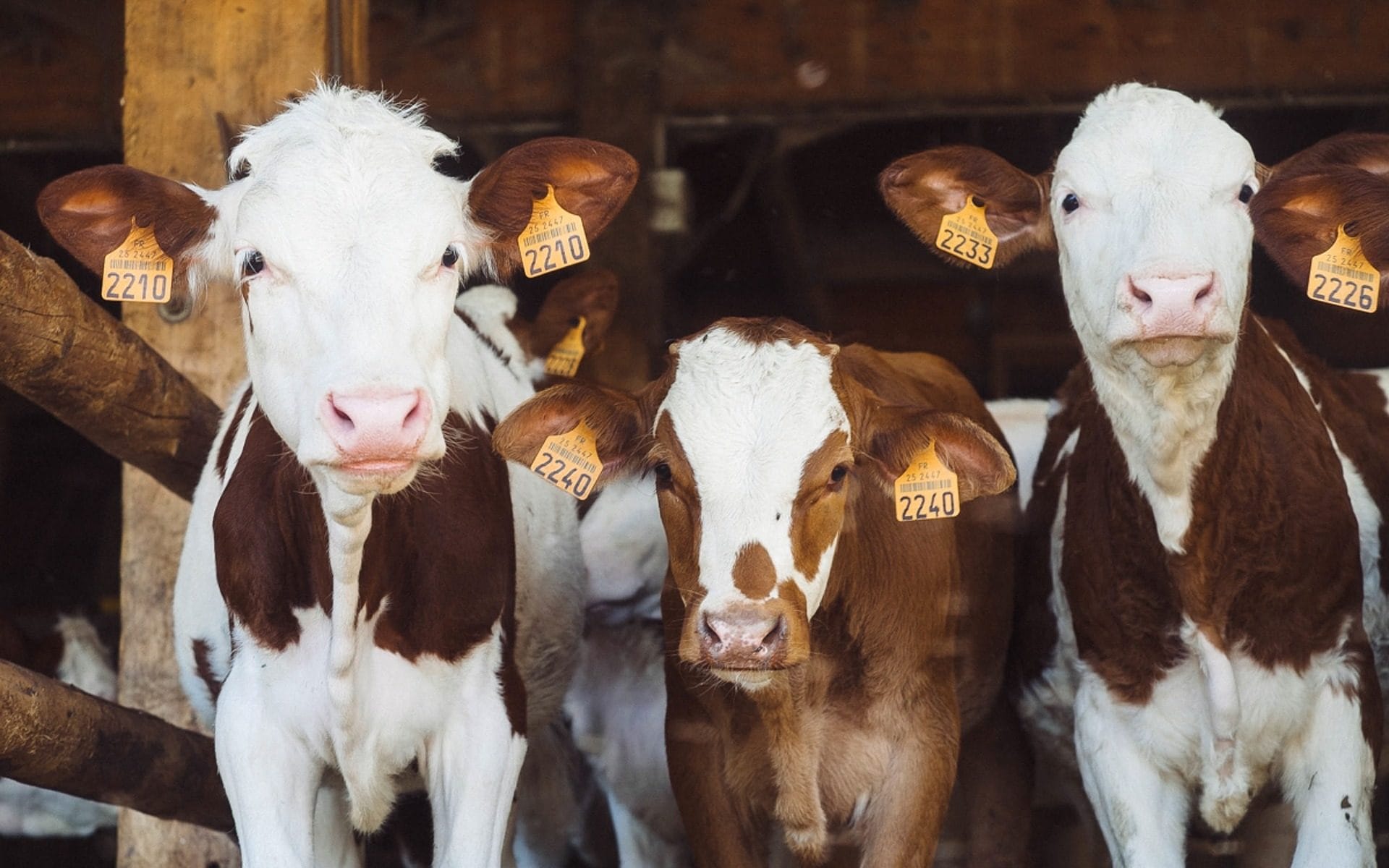 ‘The cows have to be milked’ | Christian Courier