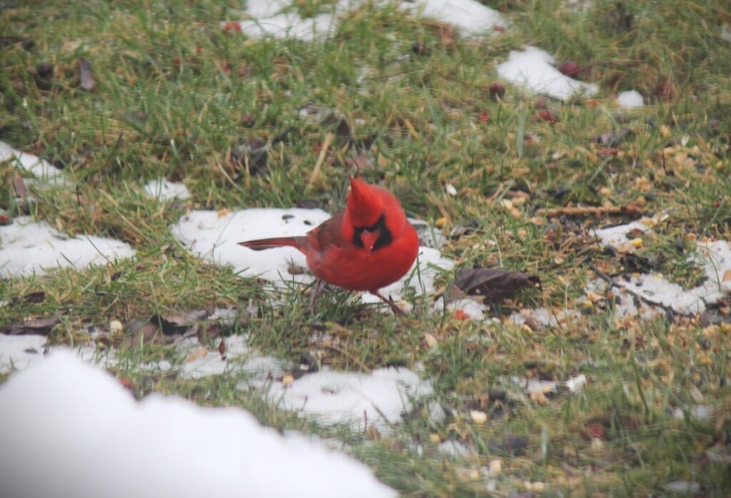 Bethlehem County Bus Number 615 | Christian Courier