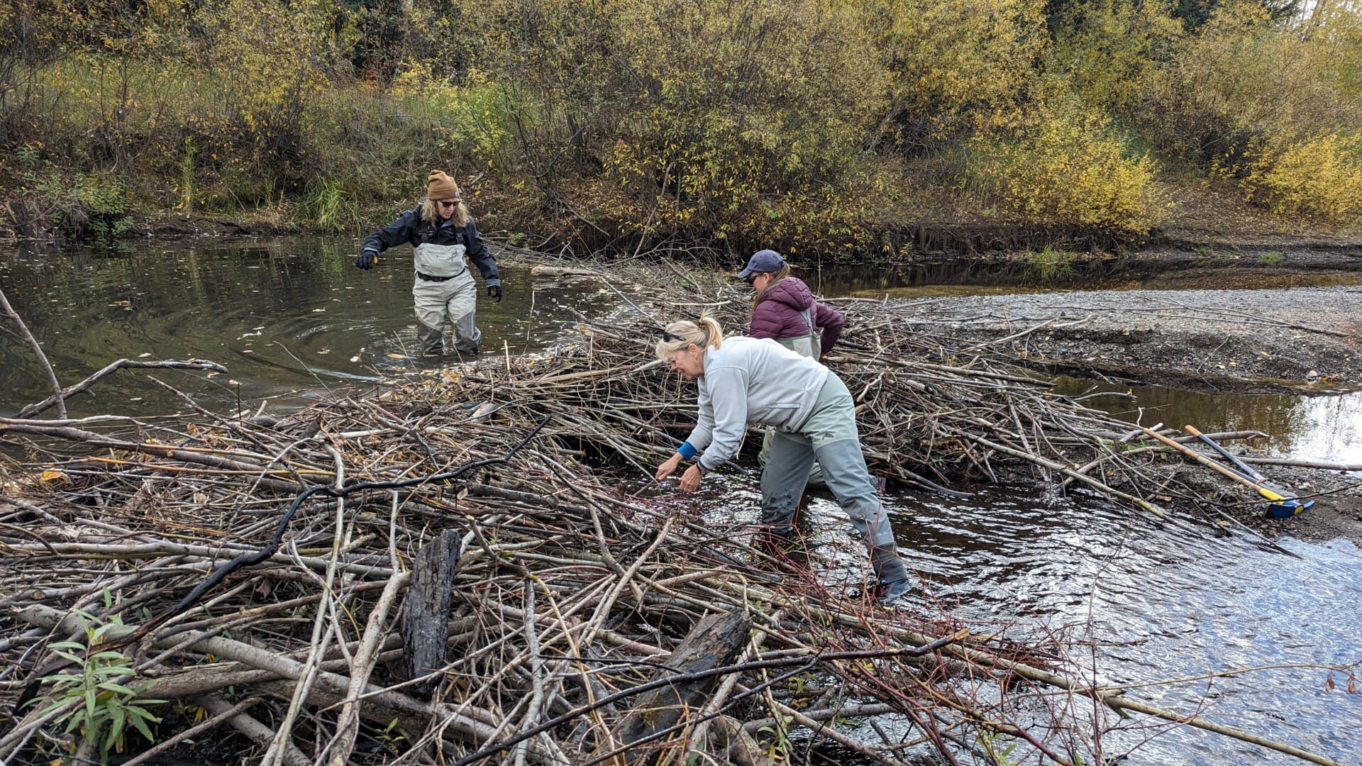 Salmon vs beaver? | Christian Courier