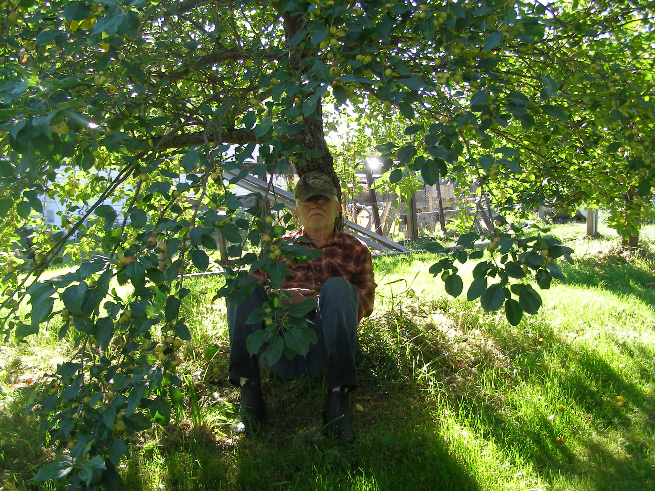 Imagine a chestnut forest . . . | Christian Courier