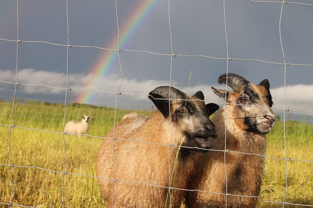 Living cell-phone free | Christian Courier